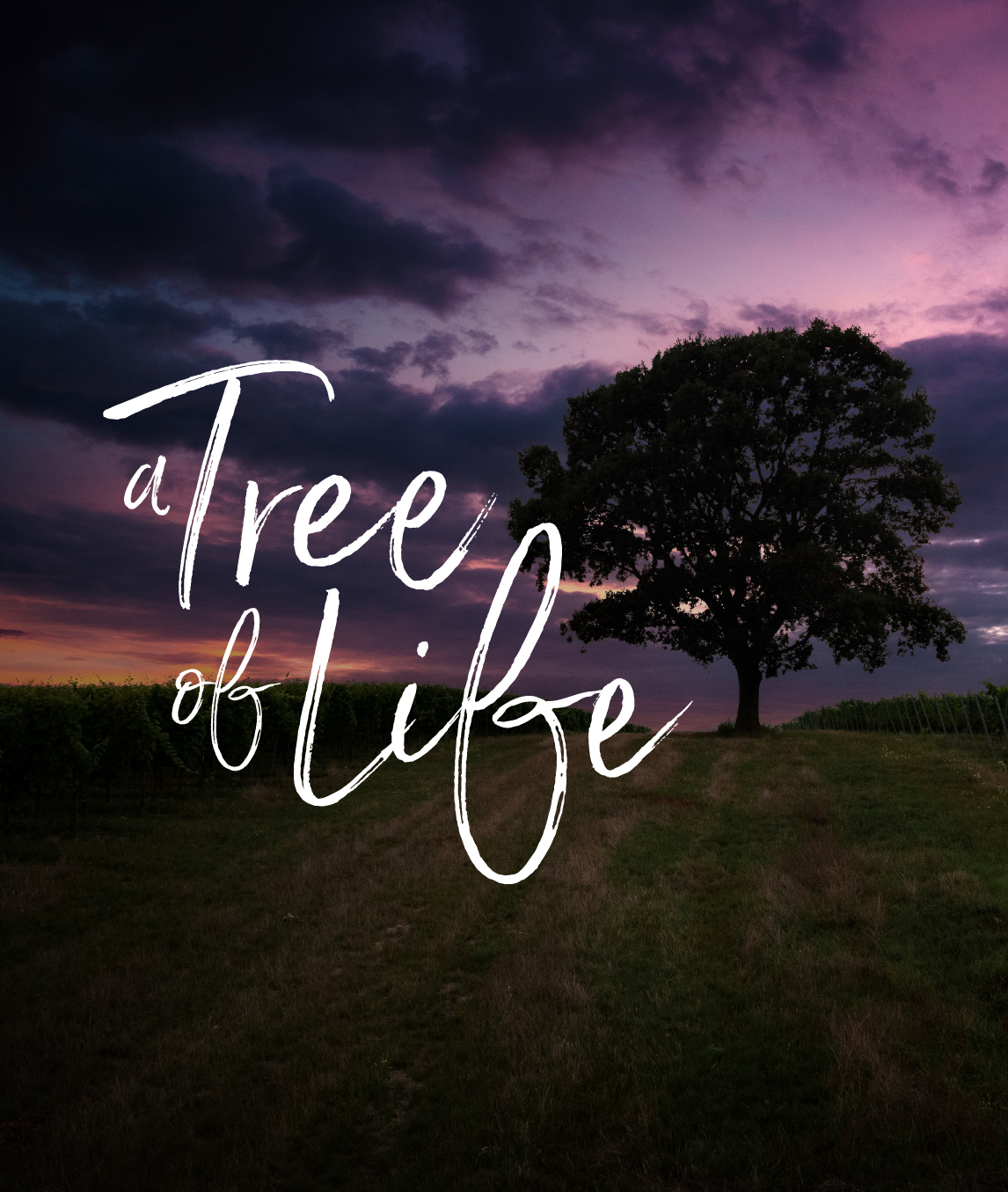A Tree of Life - Proverbs 3:16-18 | Abide