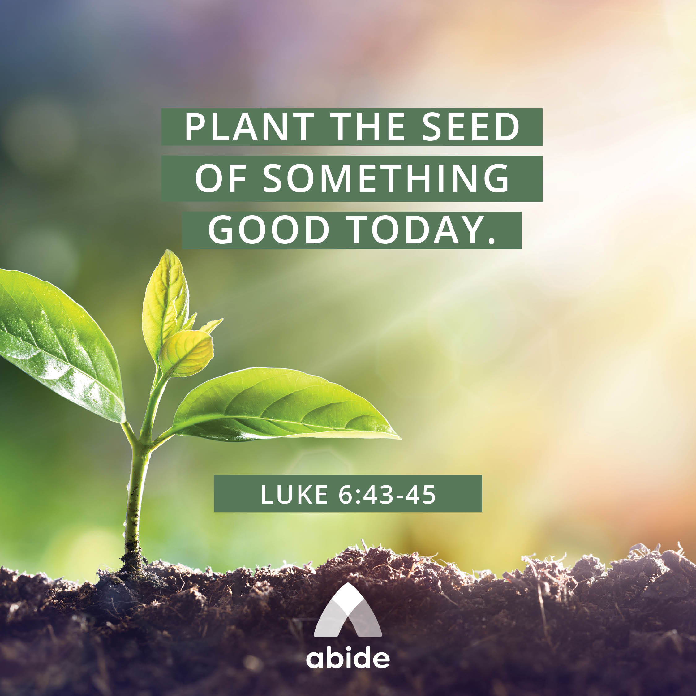 Planting Good Seeds Luke 6 43 45 Abide
