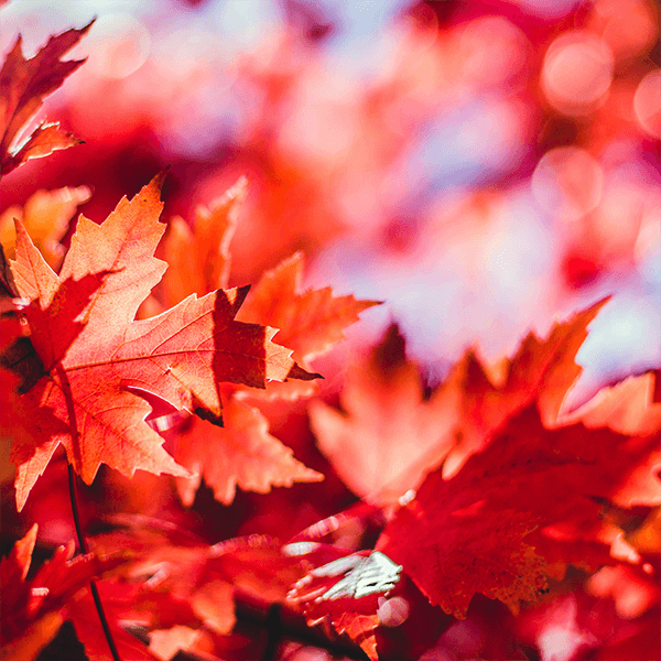 Let God Give You Rest - Exodus 33:14 | Abide